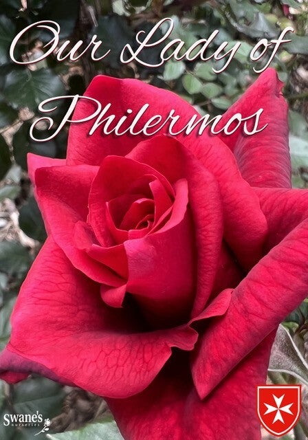 Our Lady of Philermos Rose